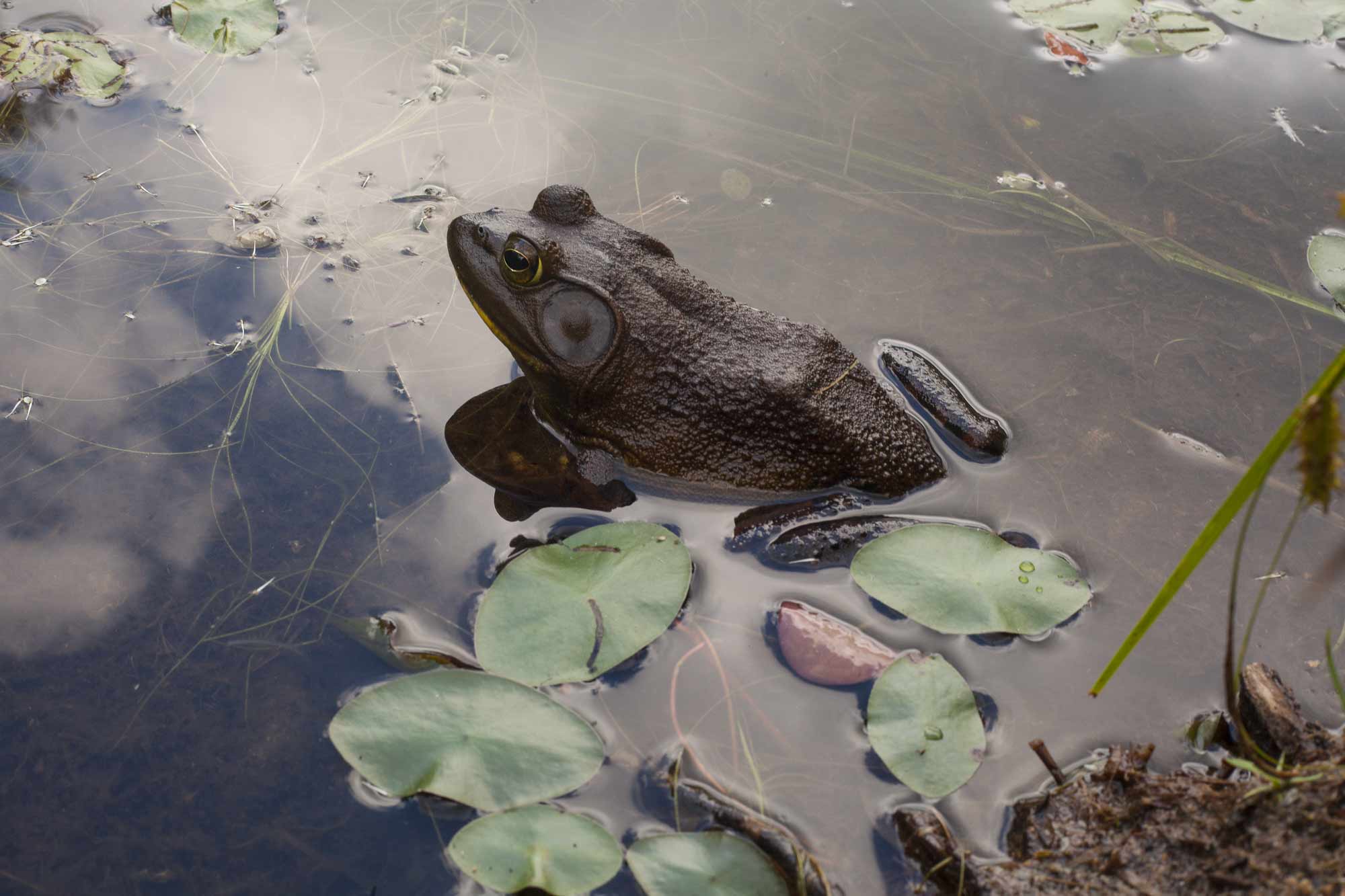 Carnet de voyage – Québec – Blog voyage